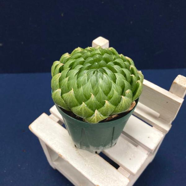 [ハオルチア]ツルボラン科ハオルチア属の春秋生育型の多肉植物です。ハオルチアは、主に南アフリカに生息している植物ですが、その種類は500種類以上あると言われています。また、世界中で交配し育種されているため、その品種数は刻々と増加して行ってい...