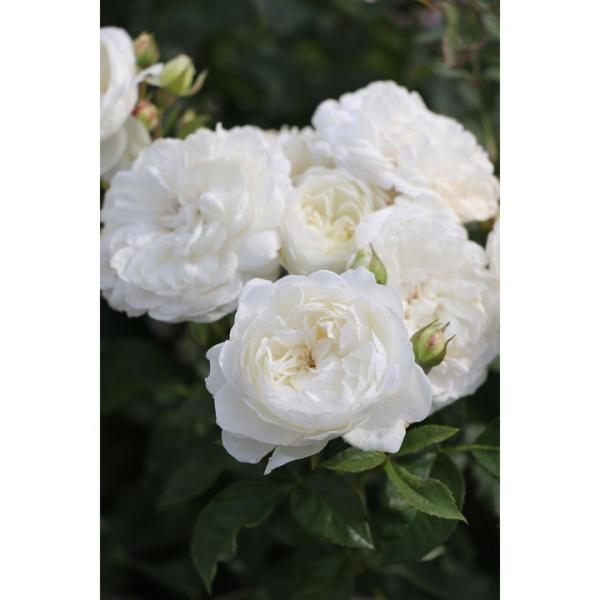 [トリニティ]花色/白花形/ロゼット咲き花径/小中輪香り/強香香質/ダマスクにフルーツ花期/四季咲き樹高/1.5ｍ樹形/シュラブ樹形　普通タイプ＊種苗登録出願中＊純白〜アイボリーの、かわいらしく清楚な花がたわわに房に咲く。装飾豊かな白い絨毯...