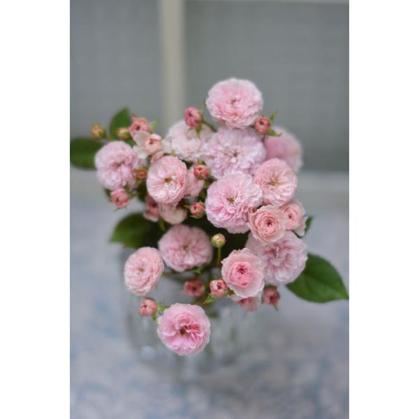 [プチ・ポワン]花期/四季咲き香り/中香樹高、樹形/0.5〜0.7ｍ、ポリアンサ花径/小輪花形/ポンポン咲き＊種苗登録出願中＊小さな可愛い花が房で咲きとても可愛い雰囲気のバラ。コンパクトな横張りの樹形で草花と合わせて植えても相性がよく、一緒...