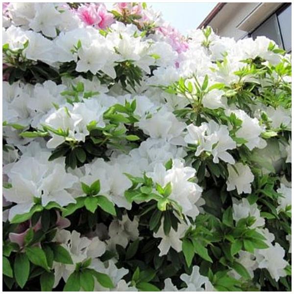 [ツツジ]開花期は概ね4月〜5月にかけてで、比較的気温が上がりきらない頃から開花します。そのため、葉や芽の生育が追い付かず花が咲くので、開花全盛の頃には株全体が花で覆い尽くされとても華やかです。ツツジは、古来から育種や開発が非常に盛んで、育...