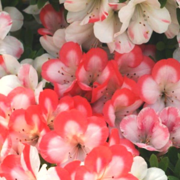 [サツキ 月光]ホワイトとサーモンピンクの複輪咲き品種です。真如の月とよく似た柄ですが、色合いに違いがあります。ただし、栽培環境や気候、生育具合により発色が変化します。和洋風のお庭にもよく合う品種です。グランドカバーにおすすめ。[サツキ]サ...