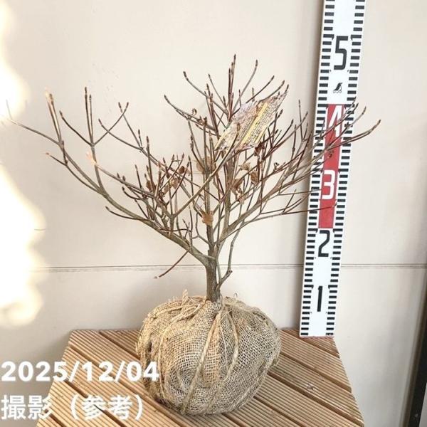 [シロヤシオツツジ(白八汐ツツジ)]枝先に5枚の葉が輪生状に付くことから、別名としてゴヨウツツジ(五葉躑躅)とも呼ばれています。五葉ツツジは、愛子様の「御印」としても有名で、白い花が大変清楚で美しい葉姿が魅力的なツツジとして大変高級なツツジ...