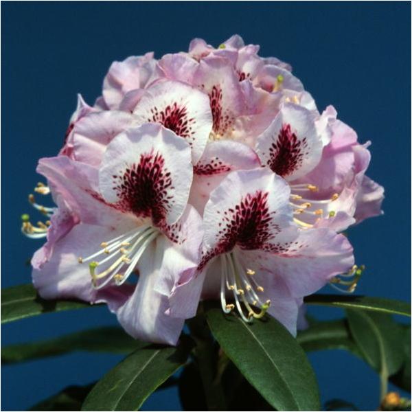 [シャクナゲ ゼフュロス]桃やや青みがかかった白花で、濃褐色の大きなブロッチが入り強烈なアクセントとなっています。近年ブロッチのない品種が主流となっている中では珍しい色合いで、たいへん良く目立つ花です。直立性で、庭植えに向きます。［商品規格...