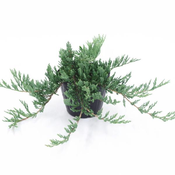 [バーハーバー]きれいな青灰色のコニファーです。葉の形や展開の仕方は典型的なコニファーの様子になります。ウィルトニーと非常に似ていますが、バーハーバーのほうが葉がより青みがかっています。また、生育が早く一年で(横に)50cmほど伸びます。分...