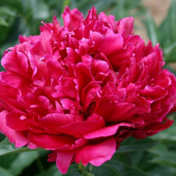 [カールローゼンフィールド]別名「紅信濃」。シックな雰囲気が目を引く濃赤黒色の豪華な八重咲き品種です。花もちが良いので切り花向き。栽培は庭植えが適していて、毎年株が大きくなり花数が増えていきます。[芍薬]ボタン科ボタン属の宿根草(多年草)で...