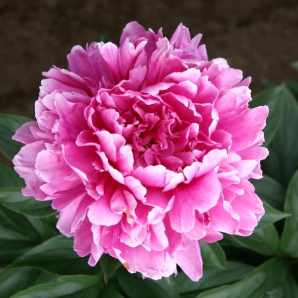 [華燭の典]花弁の枚数が多い万重咲きの濃桃花品種です。大輪品種で、花姿がとても豪華で気品があります。[芍薬]ボタン科ボタン属の宿根草(多年草)で、冬になると地上部の茎葉が枯れて根の状態で越冬し、翌年新たな芽を出します。開花時期は5〜6月ごろ...