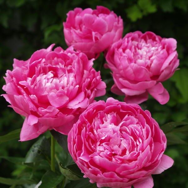 [長屋赤]赤桃色の大輪系八重咲き品種です。花径は15〜20cm程になります。花持ちがよく、切花に向く品種です。[芍薬]ボタン科ボタン属の宿根草(多年草)で、冬になると地上部の茎葉が枯れて根の状態で越冬し、翌年新たな芽を出します。開花時期は5...