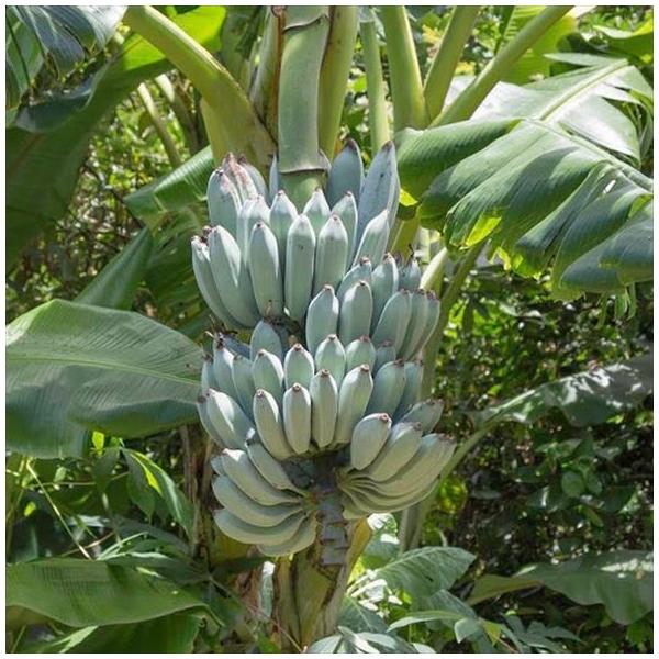 [アイスクリームバナナ　ブルージャバ]Musa acuminata 'Blue Java'品種名:ブルージャババニラ+バナナの濃厚な甘さに、 もちもちとしたやみつき食感。未熟果は特徴的な美しい銀青色、 完熟すると淡い黄色へと変化します。食用...