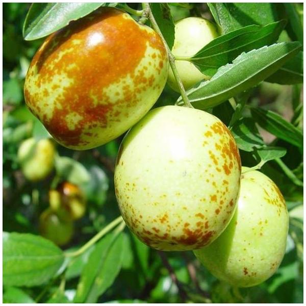 [新疆棗王(しんきょうなつめおう)]クロウメモドキ科ナツメ属の落葉高木です。ナツメの産地として有名な中国新疆ウイグル自治区にて「ナツメの王」と称される超巨大なつめです。とにかく大きく甘く、熟すと綺麗な紅色になります。楕円形の果実は玉子より大...