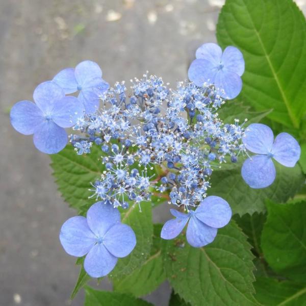 [ヤマアジサイ]ヤマアジサイは、主に太平洋側の福島県から四国や九州にかけて日本中に広く分布しています。主に山中に自生することが多く、特に半日陰の湿り気のある沢沿いの生息するため、別名「サワアジサイ」という名前で呼ばれることもあります。比較的...