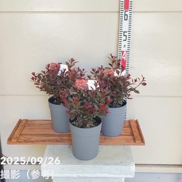 [赤葉ツツジ カッパー・エバー]深い赤黒の葉色で、カラーリーフプランツとしてもたいへん人気のある珍しいツツジです。流通がとても少ない珍しい品種です。夏から秋にかけて葉色がとてもきれいです。ツツジ科 常緑低木開花時期 ：4~5月 (露地植えの...