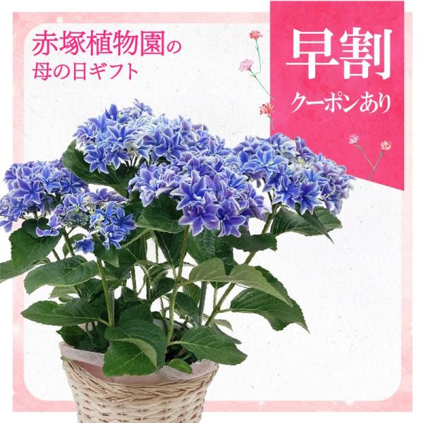 【発売日：2026年05月06日】[アジサイ｜月虹（ブルー）]〜フラワー・オブ・ザ・イヤー2021（最優秀賞）ややウェーブがかった個性的な細長い装飾花。一花ずつ覆輪の幅が異なり、躍動感と豪華さがあります。見れば見るほど独創性が際立つアジサイ...