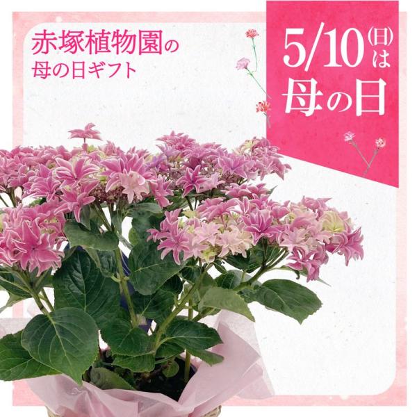 【発売日：2026年05月06日】[アジサイ｜月虹（ピンク）]〜フラワー・オブ・ザ・イヤー2021（最優秀賞）ややウェーブがかった個性的な細長い装飾花。一花ずつ覆輪の幅が異なり、躍動感と豪華さがあります。見れば見るほど独創性が際立つアジサイ...