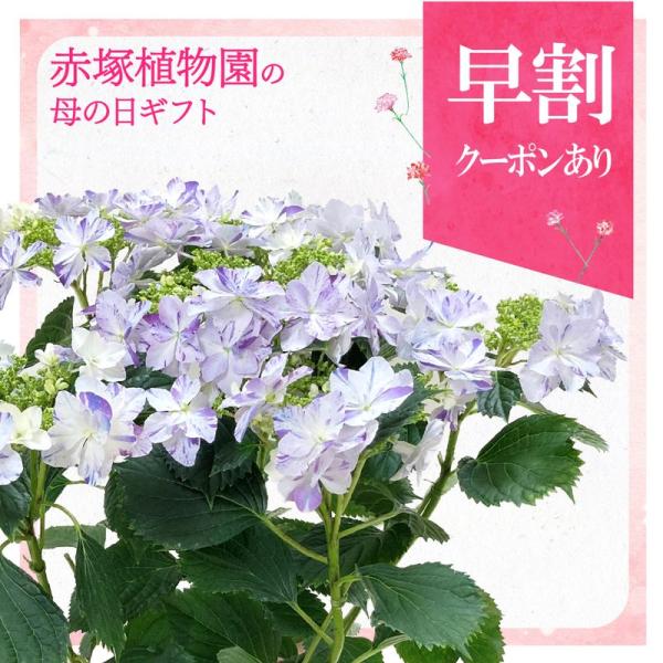 【発売日：2026年05月06日】[アジサイ｜衣純千織（イズミチオリ） ブルー]〜まるで絵画！絞り模様が散りばめられた芸術品塩原花園の人気品種で、八重の美しい絞り咲き（マーブル模様）の激レアなガクアジサイ。実店舗の直営園芸売店「FFCパビリ...