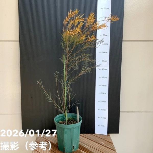 [アカシア フェニックスゴールド]オーストラリア原産、マメ科アカシア属の常緑低木。フェニックスゴールドは新しい品種のアカシアです。切れ込みの入った羽のような細葉が美しく、秋から春にかけて新葉が明るい黄色からオレンジに色づきます。3月頃にレモ...