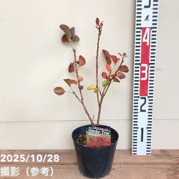 [スモークツリー リトルルビー]小型で花つき抜群です。木が小さいうちから花をたくさん咲かせます。