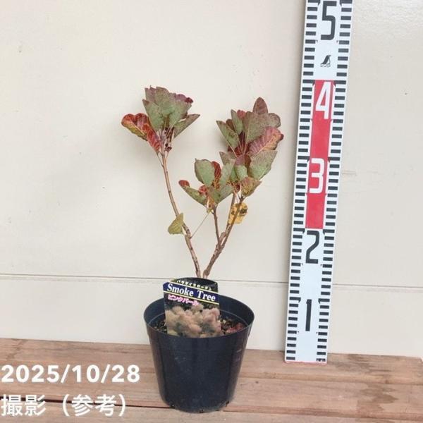 [スモークツリー ピンクパール]ピンクパールは淡いピンクの花で、樹高が低めでコンパクトに楽しめます。花つきと花もちがよい品種です。