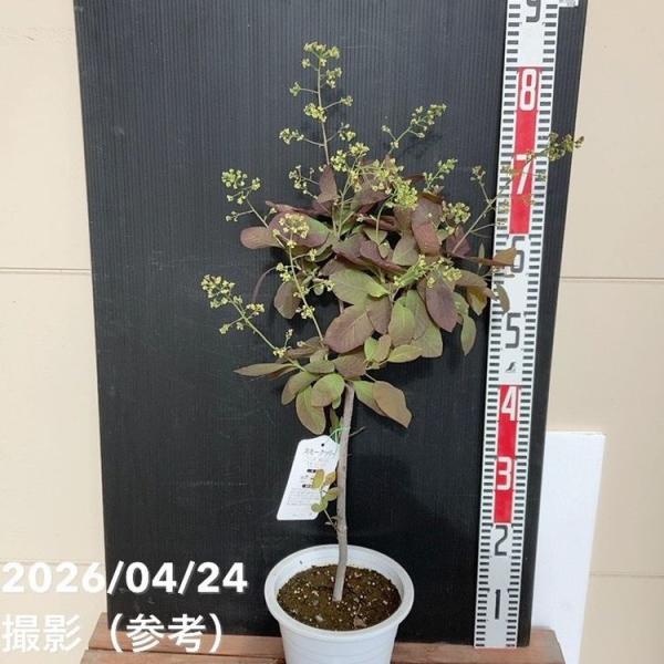 [スモークツリー グレイス（グレース）]グレイス（グレース）は濃いピンク色の花で、新芽も紫色で大変美しい品種です。花が咲いた後、綿のような毛（花柄）が煙のように見えます。他の園芸種より大型で、シンボルツリーにするならば、グレイスがオススメで...