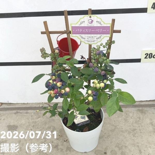 [ブルーベリー 2品種植え（シャープブルー、ミスティーブルー）]・大実系のミスティーとシャープブルーの2品種が1鉢に植えてあり2種類を食べ比べできます。・相性の良い2品種を1鉢に植えております。・収穫後に一回り大きな鉢（6〜7号鉢）に専用土...