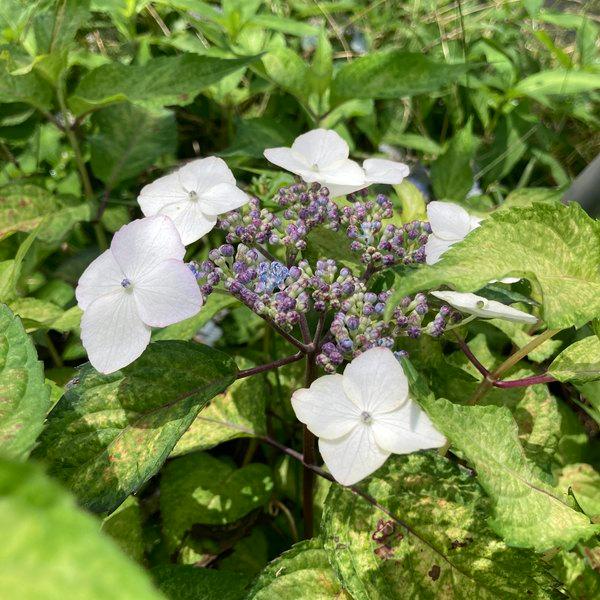[斑入り大甘茶 フイリオオアマチャ]一重の額ぶち咲きタイプ。先のとがった花弁は白色で、徐々に赤く色づいていくさまが可愛らしい。葉全体に黄色または白色の散り斑が入ります。[ヤマアジサイ]ヤマアジサイは、主に太平洋側の福島県から四国や九州にかけ...