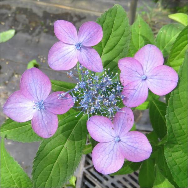 [伊予虹 イヨニジ]一重でやや丸弁の額ぶち咲きタイプ。濃い紅色と青色の複合色が美しい虹系で、青が出ず濃い虹色に染まることもあります。葉脈が鮮明に出る葉が特徴的。[ヤマアジサイ]ヤマアジサイは、主に太平洋側の福島県から四国や九州にかけて日本中...