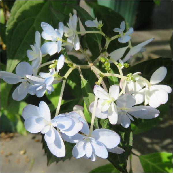 [剣の舞 ツルギノマイ]淡い青色〜青紫色の花を額ぶち咲きに咲かせるアジサイです。八重咲きで、先の丸い細弁が幾重にも重なって咲きます。中央の両性花も八重咲きですが、退化脱落が早めです。[ヤマアジサイ]ヤマアジサイは、主に太平洋側の福島県から四...