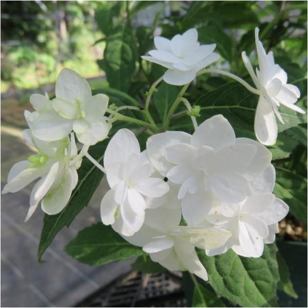 [白富士 シロフジ]八重の剣弁花を額ぶち咲きに咲かせます。咲き始めは中央が緑がかり、咲き進むにつれて純白になります。陽光が強いと赤色に染まります。中央の両性花は早いうちに退化脱落します。葉は細長く、鋸刃があまり目立たないのが特徴。[ヤマアジ...