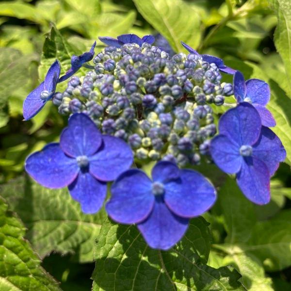 [紫水晶 ムラサキスイショウ]丸弁・一重の額ぶち咲きタイプのアジサイです。青〜青紫の爽やかな花色で、葉には斑が入ることがあります。[ヤマアジサイ]ヤマアジサイは、主に太平洋側の福島県から四国や九州にかけて日本中に広く分布しています。主に山中...