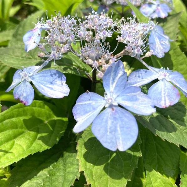 [伊予の青絣 イヨノアオガスリ]装飾花は特徴的な切れ込みが入り、濃いめの青色に白の絞り模様が入ります。[ヤマアジサイ]ヤマアジサイは、主に太平洋側の福島県から四国や九州にかけて日本中に広く分布しています。主に山中に自生することが多く、特に半...