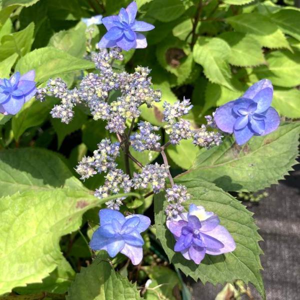[深山八重紫 ミヤマヤエムラサキ]装飾花は八重で星のように美しい形です。赤みがかった紫色です。[ヤマアジサイ]ヤマアジサイは、主に太平洋側の福島県から四国や九州にかけて日本中に広く分布しています。主に山中に自生することが多く、特に半日陰の湿...