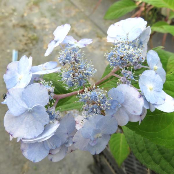 [八重咲甘茶]装飾花は花弁の数や大きさ、形などがさまざまで、一重から八重の花形になります。[ヤマアジサイ]ヤマアジサイは、主に太平洋側の福島県から四国や九州にかけて日本中に広く分布しています。主に山中に自生することが多く、特に半日陰の湿り気...