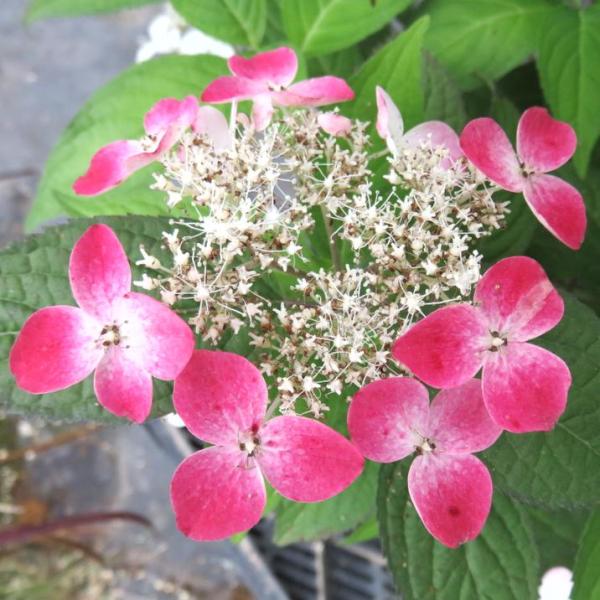 [紅（クレナイ）]装飾花は咲き始めは白色で、咲き進むにつれて紅色が濃くなり、花弁全体が深紅になります。日に良くあてると鮮やかに発色します。[ヤマアジサイ]ヤマアジサイは、主に太平洋側の福島県から四国や九州にかけて日本中に広く分布しています。...