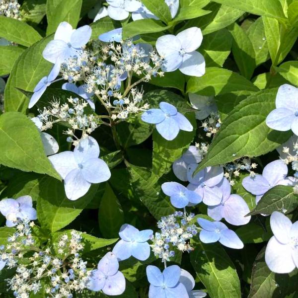 [奏音（カナト）]装飾花は一重の丸弁の花で、澄んだ薄い青色です。[ヤマアジサイ]ヤマアジサイは、主に太平洋側の福島県から四国や九州にかけて日本中に広く分布しています。主に山中に自生することが多く、特に半日陰の湿り気のある沢沿いの生息するため...