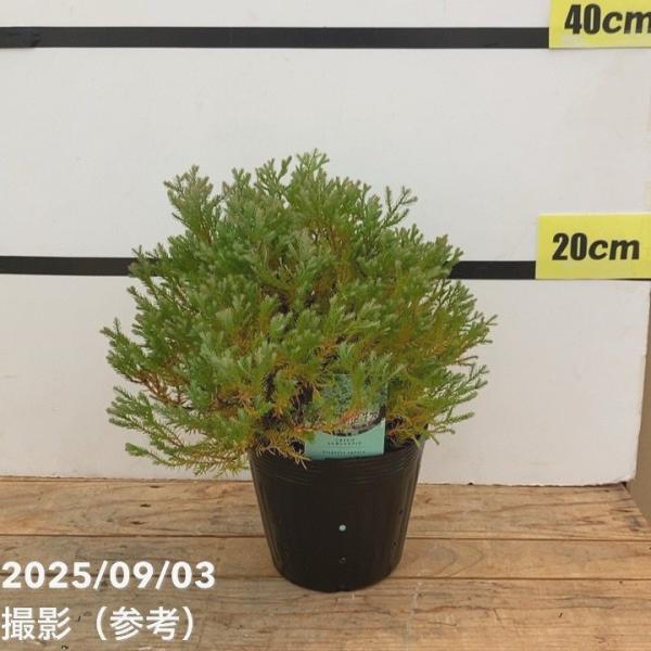 [エレガンススフィア]ラインゴールドから偶然発見した枝を挿し木で増やして特性の違いを確認し種苗登録されました。ラインゴールドに比べて夏に葉焼けしにくく、蒸れにくいのが特徴です。春から秋の葉色は優しいライムグリーンで、冬になると茶色に変化しま...