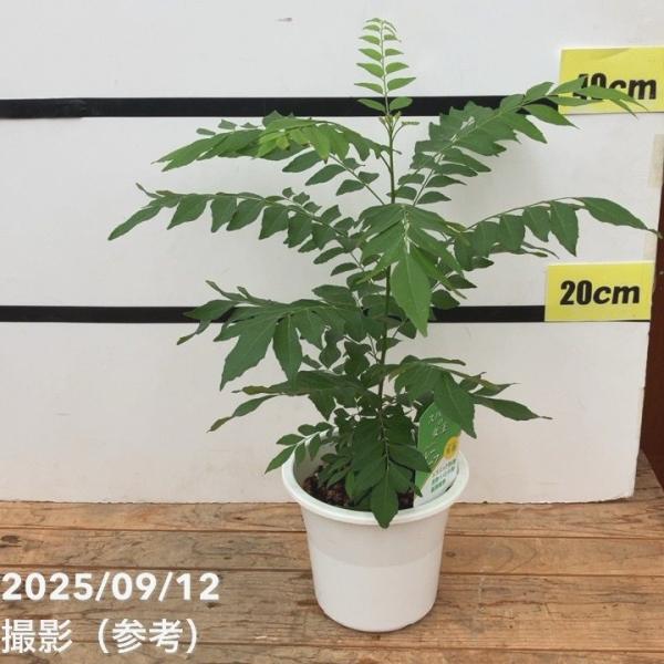 [本格カレーの味の決め手!カレーの木|カレーリーフ]カレーリーフ(カレーの木)の木の葉は、ちぎると、ふわぁっとえも言えないコクのある香りが広がります。特にカレーの本場のインドやスリランカではカレーのスパイス(香り付け)として必要不可欠なもの...