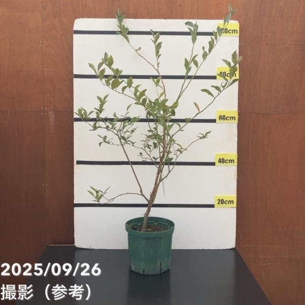 サイズ：7号お届け時期：随時お届け [ご注意]商品は、基本的に複数の店舗間で在庫を共有しております。 ご注文受理のタイミングによっては、商品をご用意できない場合がございます。 その際は、Eメールでお知らせし、キャンセルとさせていただきます。...