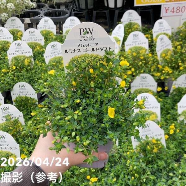 [メカルド二ア ゴールドダスト] ゴマノハグサ科メカルドニア属の非耐寒性多年草（一年草扱い）開花期：4〜10月一般的に販売されているサイズより一回り大きく、初心者の方でも育てやすい！小さな可愛い黄色の花を次々と咲かせ、耐暑性・耐雨性・耐病性...