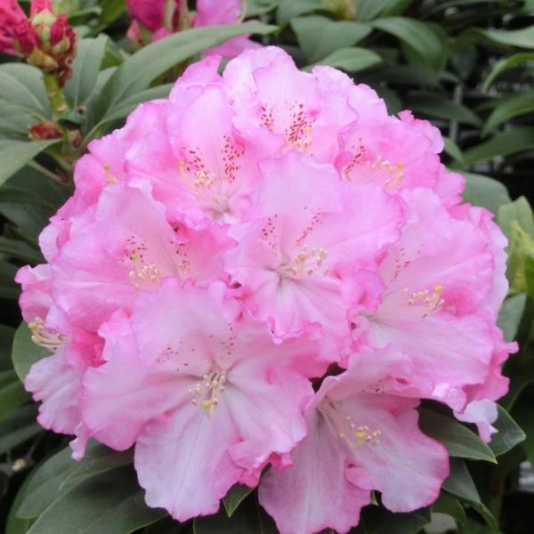 【発売日：2023年09月27日】[シャクナゲ ピンククラウド]明るいピンクの中輪花が25輪ほど集まって、とても大きなドーム状の花房を作ります。花の展開も良いので花房に隙間がなく見事な形になります。花付きが良いので若木のうちから花が楽しめま...