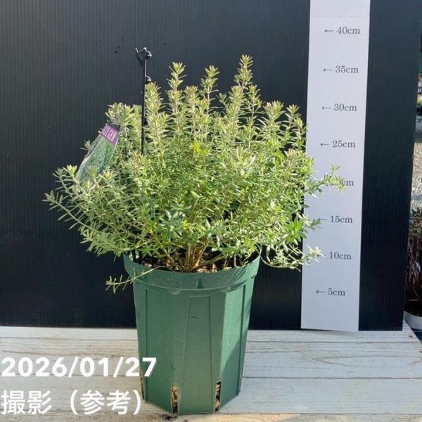 [ウェストンリンギア ブルージェム]今までにない色鮮やかな花色のウェストリンギア。小さくてかわいい紫色の花は、庭植えやトピアリー、各種寄せ植えの素材に最適です。[ウェストンリンギア]ウエストリンギアは、一般的に「オーストラリアン・ローズマリ...