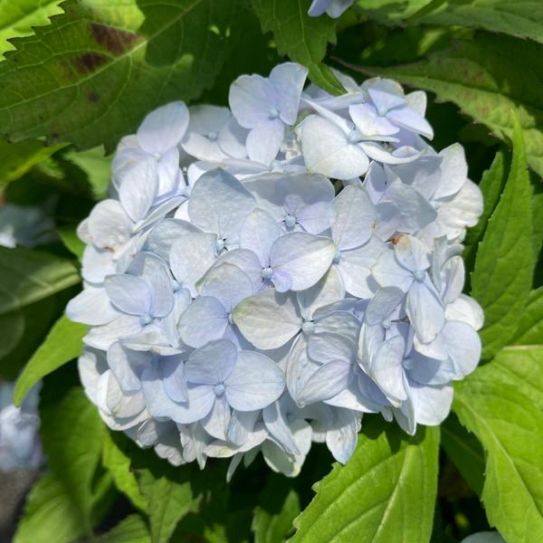 [新宮てまり（シングウテマリ）]一重のテマリ咲きタイプ。愛媛県伊予地方のヤマアジサイです。明るい薄青色で整った球形に咲きます。用土によって薄い紫やピンクになることがあります。[ヤマアジサイ]ヤマアジサイは、主に太平洋側の福島県から四国や九州...