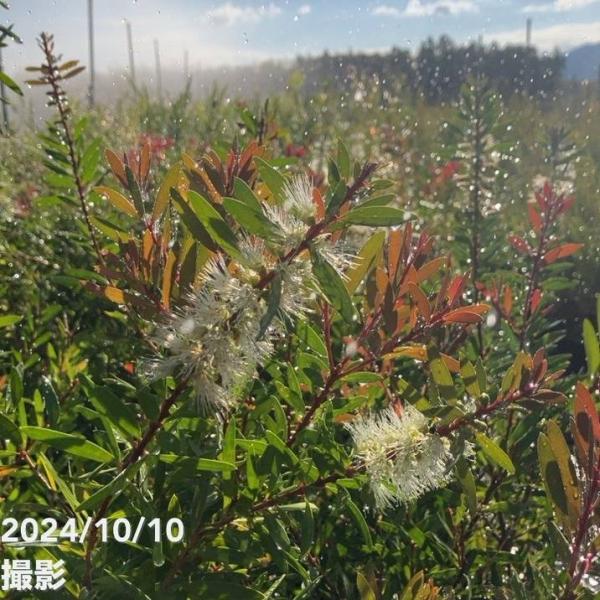 [カリステモン]カリステモンはオーストラリア原産のフトモモ科、低木から高木の常緑性花木です。別名をブラシノキや金宝樹(キンポウジュ)とも言い、ボトルブラシのような円筒形の花を咲かせます。花序の先から枝が伸びるため、花が串刺しの団子のように見...