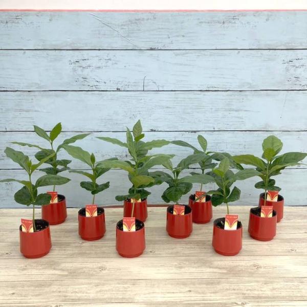 [COFFEE(コーヒー)の木]葉が艶ややかで、可愛らしく、いかにも観葉植物という雰囲気を持っています。癒されるだけでなく、育てる楽しみ、大きくなるワクワクも一緒にお楽しみいただけます。※明るい室内で楽しんでください。成長したら2.5〜3号...