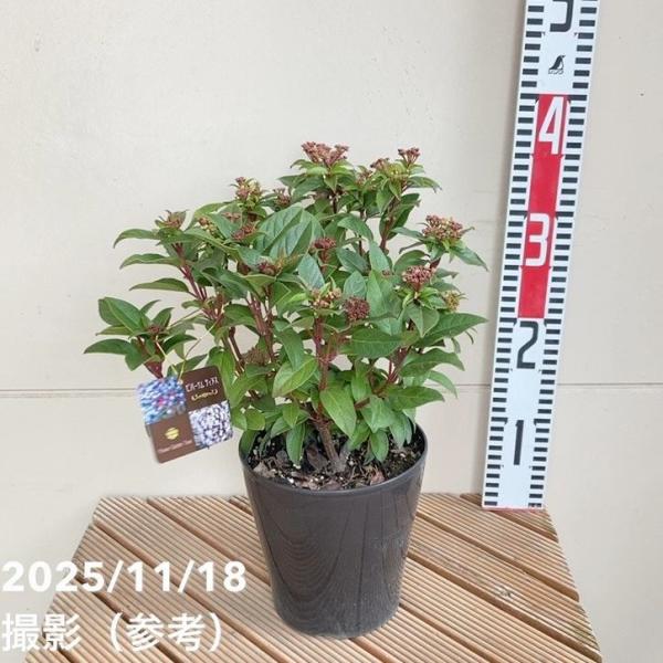 ［ビバーナム ティヌス （常盤ガマズミ）］地中海原産の常緑低木です。常緑なので冬も枯れることのないグリーンの葉に、密集して付くビーズのようなつぼみのピンク色とのコントラストも楽しめます。花色は白で、春から初夏にかけて木いっぱいに集合花を咲か...