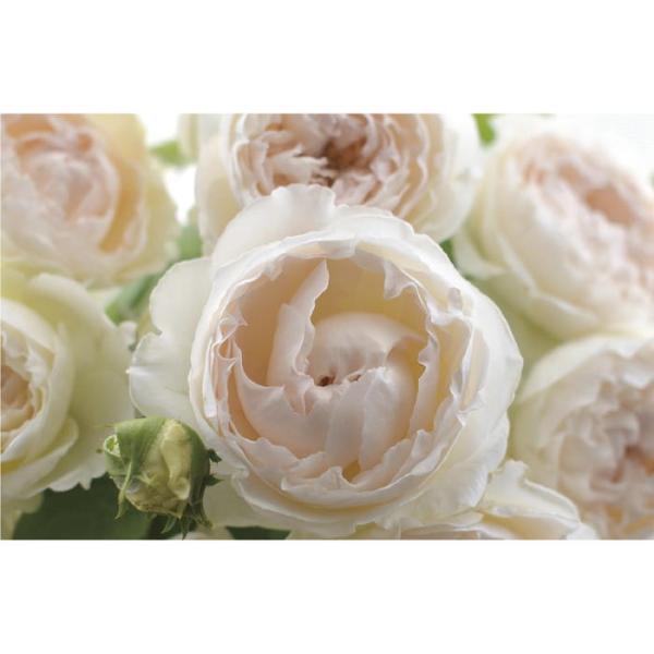 [ミエル・ドゥ・フォレ]花期/四季咲き香り/強香樹高・樹形/0.9ｍ〜1.1ｍ、シュラブ花径/中輪花形/カップ咲き＊種苗登録出願中＊クリームホワイトにほんのりピンクがかるロマンチックなカップ咲き。濃厚で甘いミルらの香りが森の中で採れたハチミ...