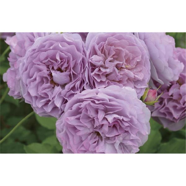 [レヴリ]花期/四季咲き香り/中香樹高・樹形/0.6ｍ〜0.8ｍ、ＦＬ花径/中輪花形/ロゼット咲きブラウンが買った藤色の美しい花びらが優しく波打つロゼット咲き。コンパクトな樹形で房咲き。繰り返しよく咲き、耐病性も良い。“レヴリ”はフランス語...