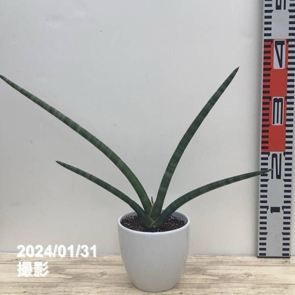 [サンスベリア フルスティコサ]薄くしま模様の入った、長く伸びる葉が特徴の品種です。[サンスベリア(サンセベリア)]珍しいサンスベリアを海外(タイ王国)から直接輸入し社内の生産圃場において日本の環境に馴化させてお届けしています。サンスベリア...