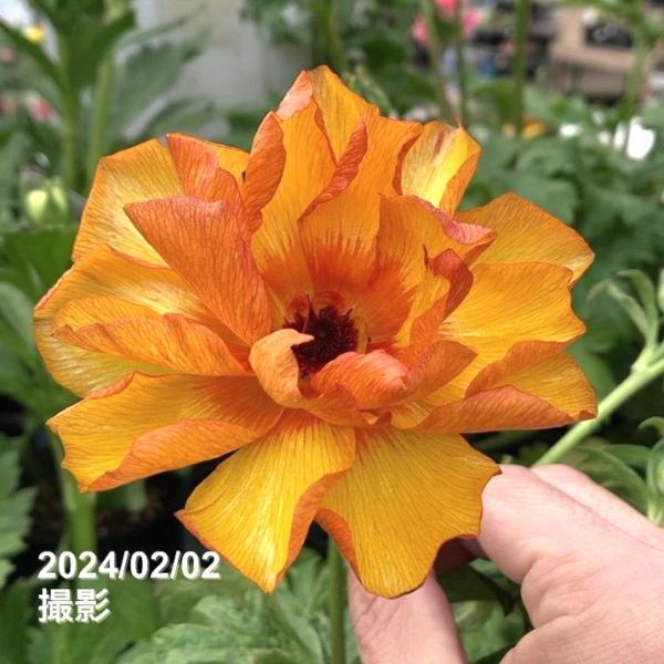 [ラナンキュラス ラックスシリーズ] ラックスは異種間交配で生まれた新しいラナンキュラスです。ラナンキュラスの育種で有名な、宮崎県の綾園芸さん人気品種で、日本フラワー・オブ・ザ・イヤー2015ガーデニング部門「最優秀賞」や第53回農林水産祭...