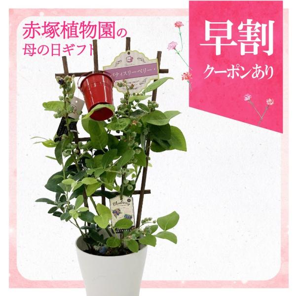 【発売日：2026年05月06日】[ブルーベリー 母の日仕立て ２種植え]〜育てやすく、花も実も可愛く楽しめる人気家庭果樹！結実しやすくするため2種のブルーベリーを植え付けてあります。実はもちろんのこと、可愛らしい花を咲かせ、秋には紅葉も楽...