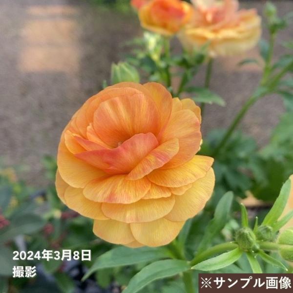 [ラナンキュラス ラックスシリーズ] ラックスは異種間交配で生まれた新しいラナンキュラスです。ラナンキュラスの育種で有名な、宮崎県の綾園芸さん人気品種で、日本フラワー・オブ・ザ・イヤー2015ガーデニング部門「最優秀賞」や第53回農林水産祭...