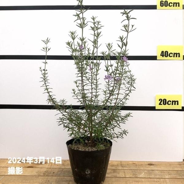 [ウェストンリンギア]ウエストリンギアは、一般的に「オーストラリアン・ローズマリー」と呼ばれています。ローズマリーに似た植物ですが、ローズマリーよりも生育旺盛で育てやすいのが特徴です。近年、日本でも庭植えできる樹木として人気のウエストリンギ...